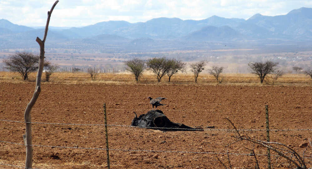 Drought Ravages Farms Across Wide Swath Of Mexico : NPR