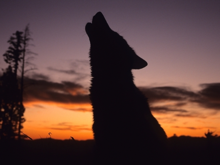 Anne Rice Finds Werewolves In The Redwoods | NCPR News