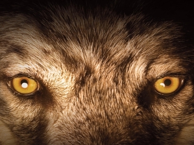 Anne Rice Finds Werewolves In The Redwoods | WBUR