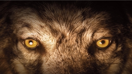 Anne Rice Finds Werewolves In The Redwoods : NPR