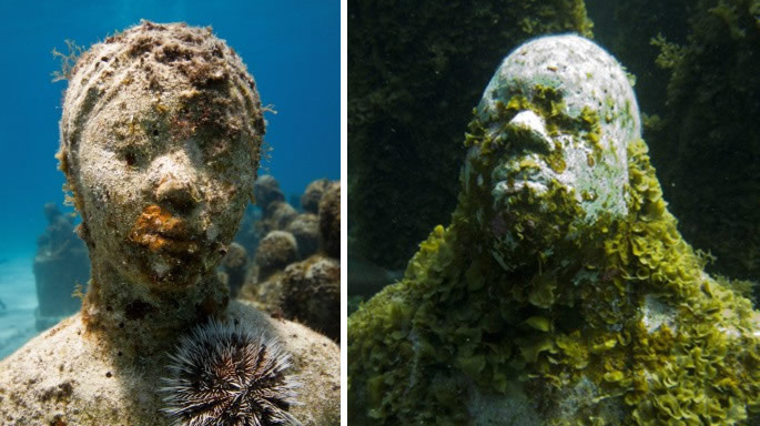 Is That A Starfish On My Face? : Krulwich Wonders... : NPR