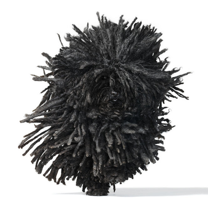 'Flying Mop' And Other Canine Glam Shots : The Picture Show : NPR