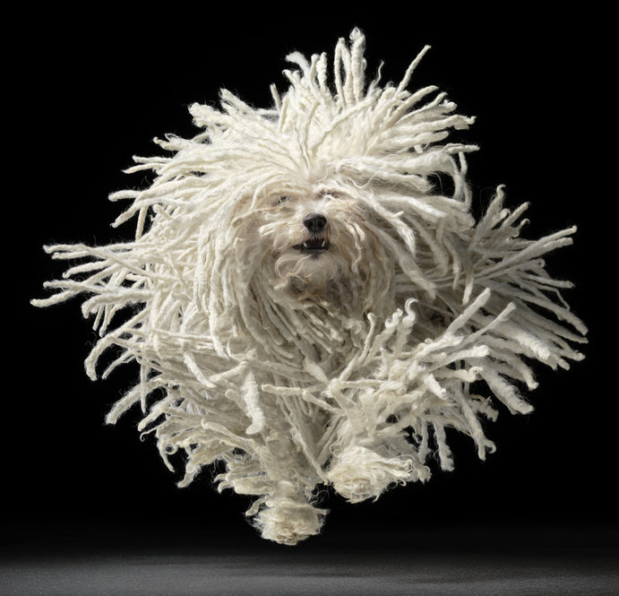 'Flying Mop' And Other Canine Glam Shots : The Picture Show : NPR