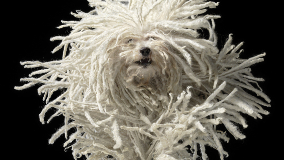 'Flying Mop' And Other Canine Glam Shots : The Picture Show : NPR