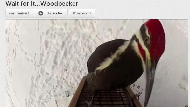 VIDEO: Amazingly Close Up View Of A Woodpecker : The Two-Way : NPR