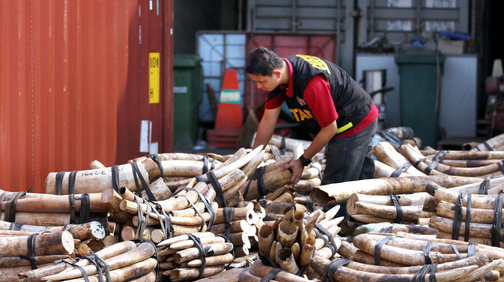 Looking For Elephant Ivory? Try China : NPR
