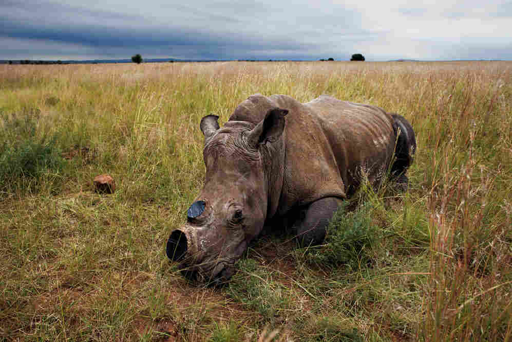 The Hunted Horn of South Africa: 2014 confirms rhinos are endangered by ...