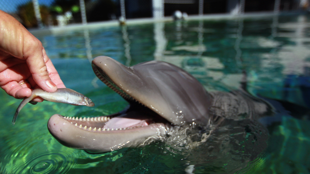 The Big Gulp: Dolphins Don't Have Time To Savor Their Food : The Salt : NPR