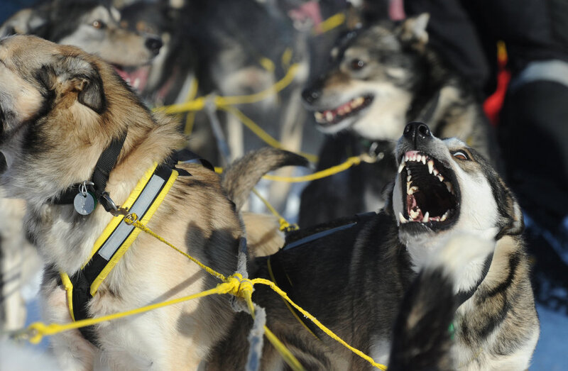 25-Year-Old Sets Record As Iditarod's Youngest Winner : The Two-Way : NPR