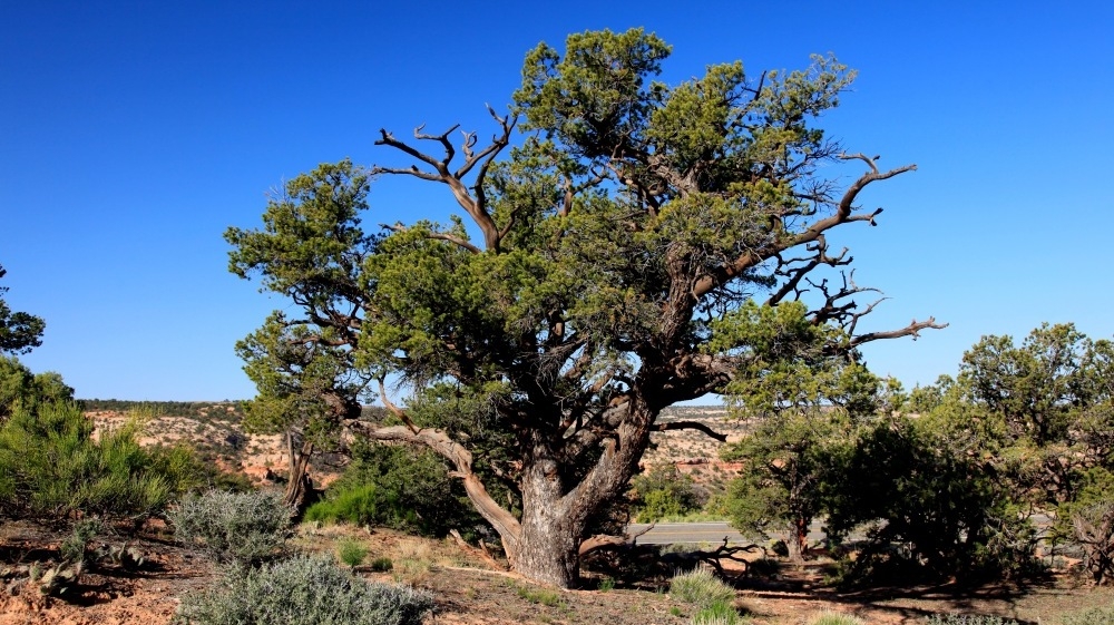 Pipe Down! That Noise Might Affect Your Plants : NPR
