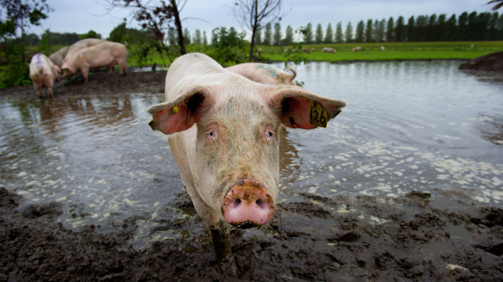 Europe's Mixed Record On Animal Antibiotics : The Salt : NPR