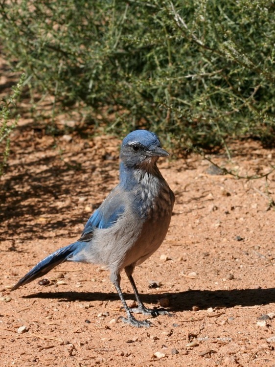 Pipe Down! That Noise Might Affect Your Plants : NPR
