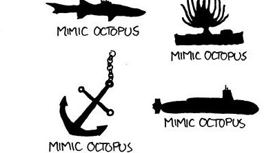 How To Spot A Mimic Octopus — The Mystery Revealed : Krulwich Wonders ...