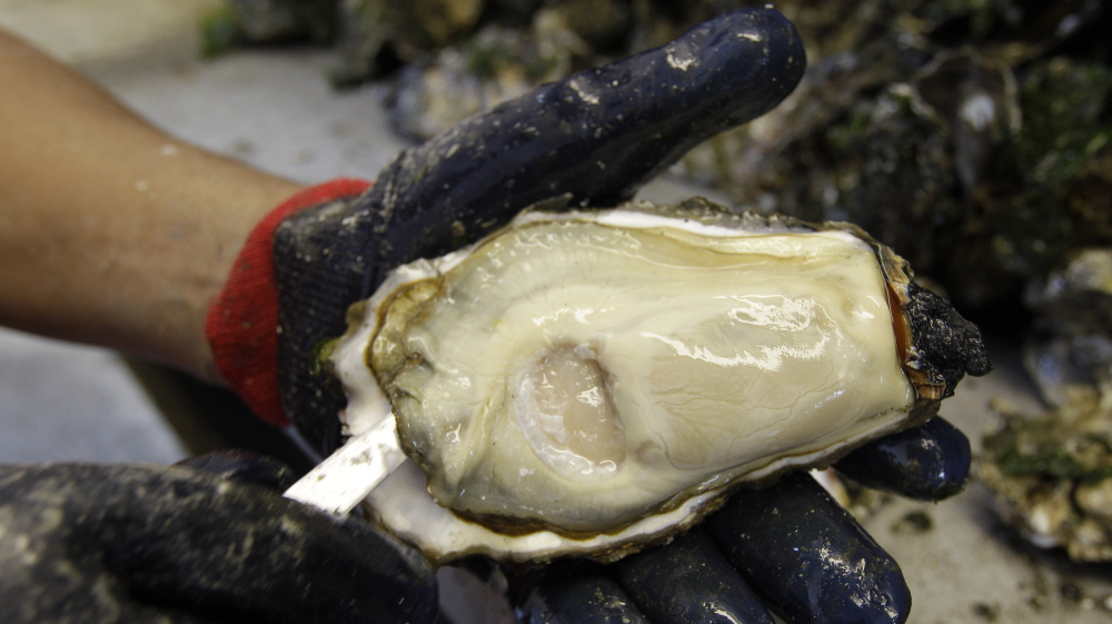 Battling 'Red Tide,' Scientists Map Toxic Algae To Prevent Shellfish ...