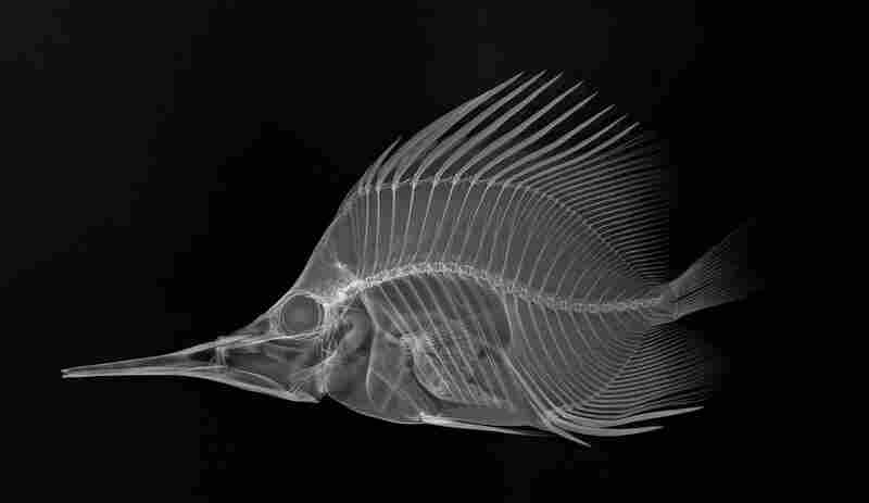 When Scientists Get Accidentally Artsy : The Picture Show : NPR