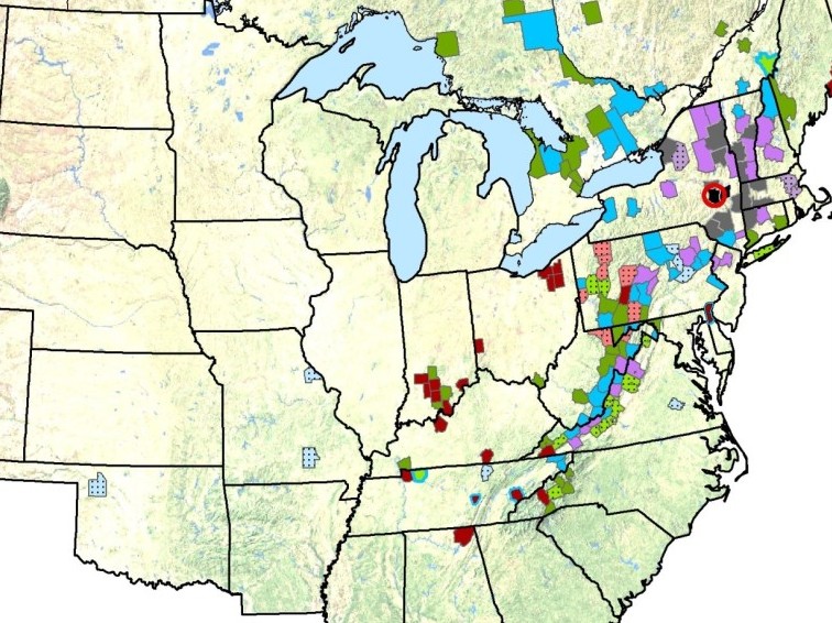 White-Nose Syndrome: A Scourge In The Bat Caves | NCPR News