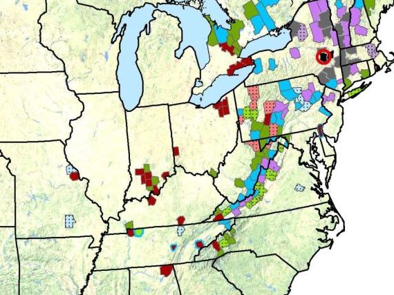 White-Nose Syndrome: A Scourge In The Bat Caves | NCPR News