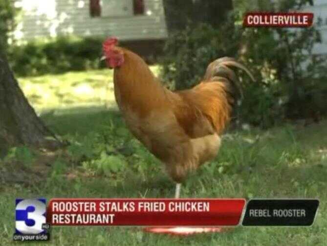 Why Did The Rooster Cross The Road? To Get To A Chicken Restaurant ...