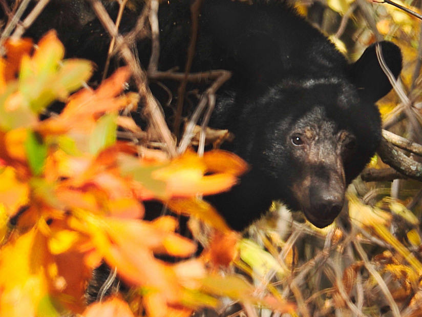 New Rule Cracks Down On Bear Poaching In New York | WBUR News