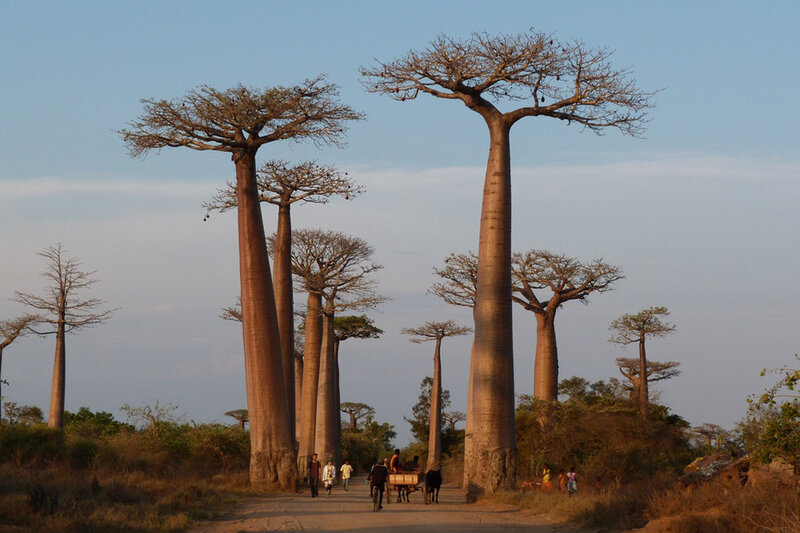 'Dragon Blood' And Other Awesome Trees For Arbor Day : The Picture Show ...