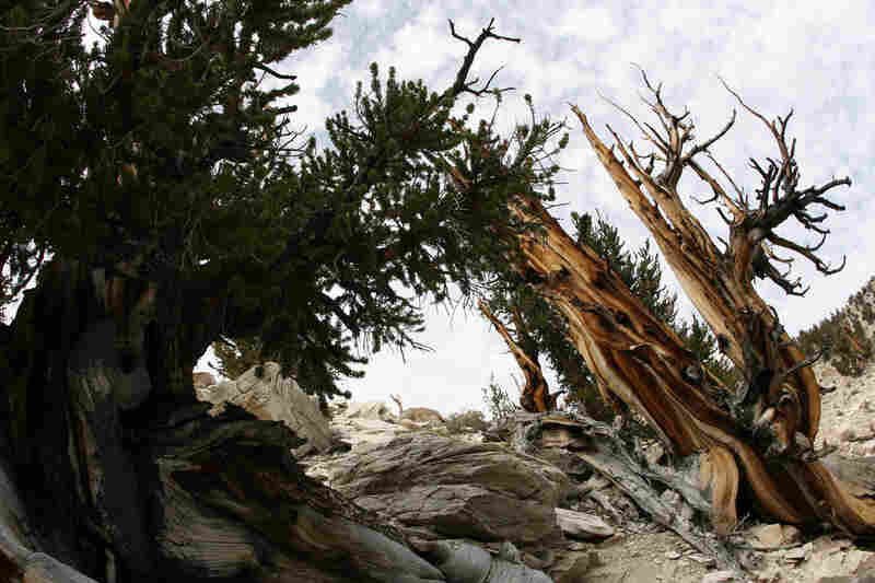 'Dragon Blood' And Other Awesome Trees For Arbor Day : The Picture Show ...