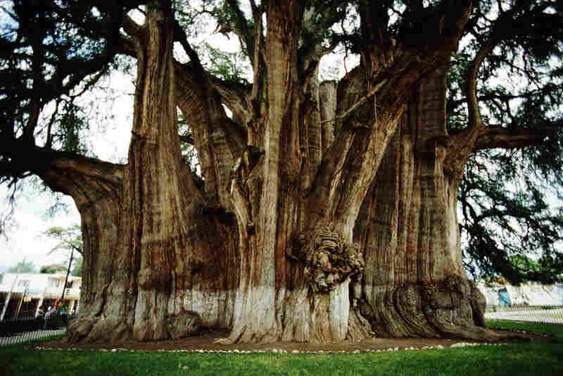 'Dragon Blood' And Other Awesome Trees For Arbor Day : The Picture Show ...