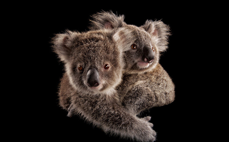Koalas Are So Cute! (And Threatened) : The Picture Show : NPR