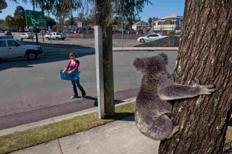 Koalas Are So Cute! (And Threatened) : The Picture Show : NPR