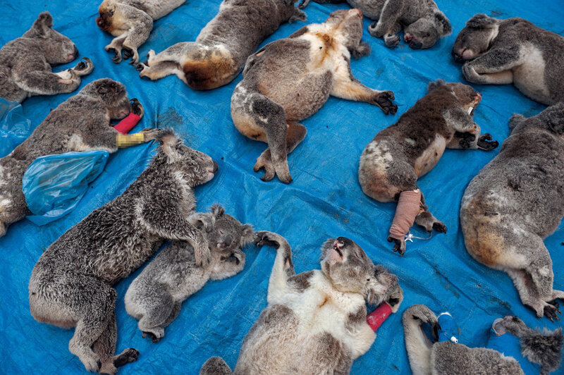 Koalas Are So Cute! (And Threatened) : The Picture Show : NPR