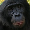 Bonobos Share Food When Chimps Won't — More Evidence That Bonobos Are ...