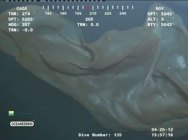 Why Is That Undulating Blob Of Flesh Inspecting My Oil Rig? | NCPR News