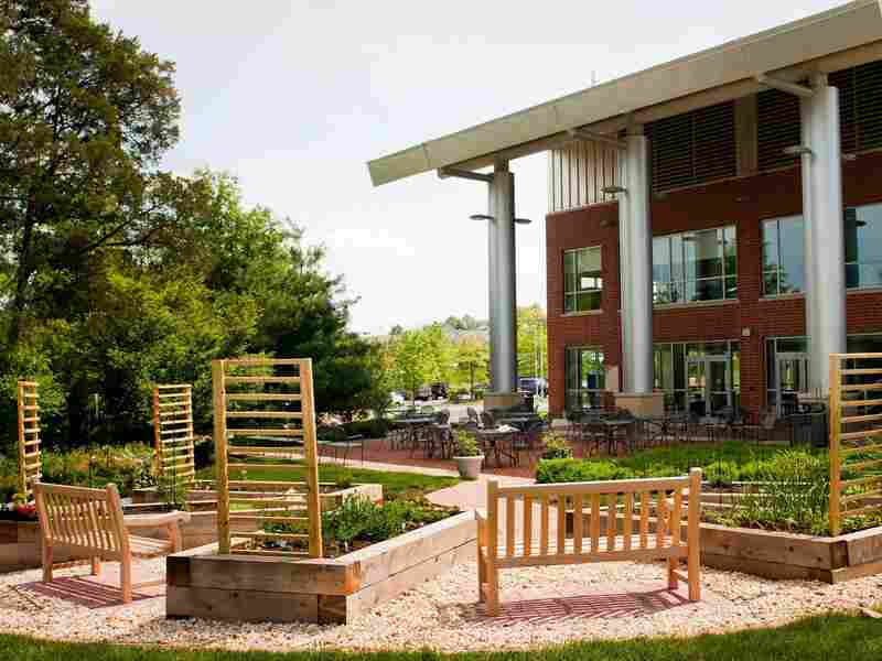 Vegetables Gardens In Hospitals