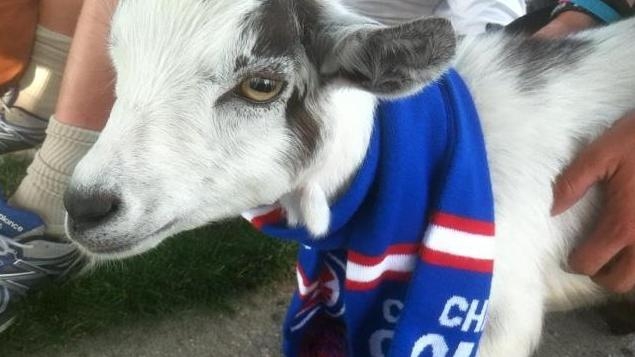 Wrigley The Goat Aims At Cubs' Curse; Xiao Sa The Dog Races Across ...