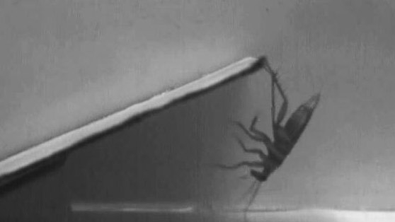 The Great Cockroach Escape: How Those Dirty Bugs Make Tricky Tracks ...