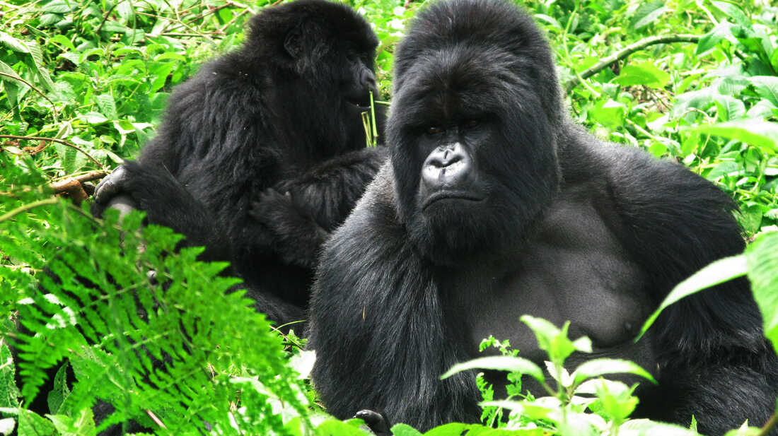 Growling With The Gorillas: A Rwanda Mountain Trek : NPR