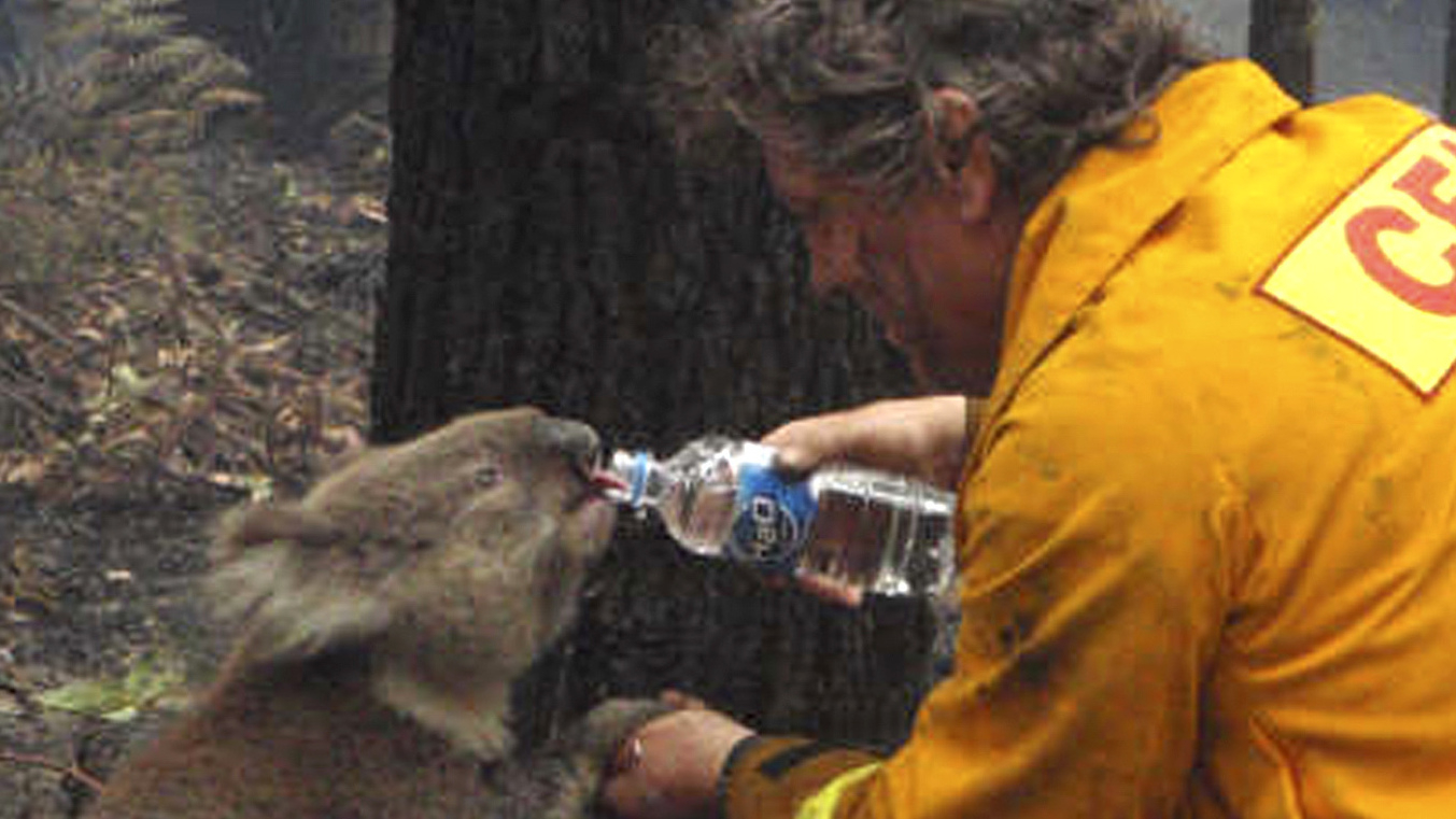 What Animals Can Teach Humans About Healing : NPR
