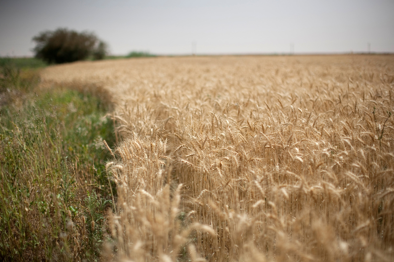 Mubarak's Dream Remains Just That In Egypt's Desert : NPR