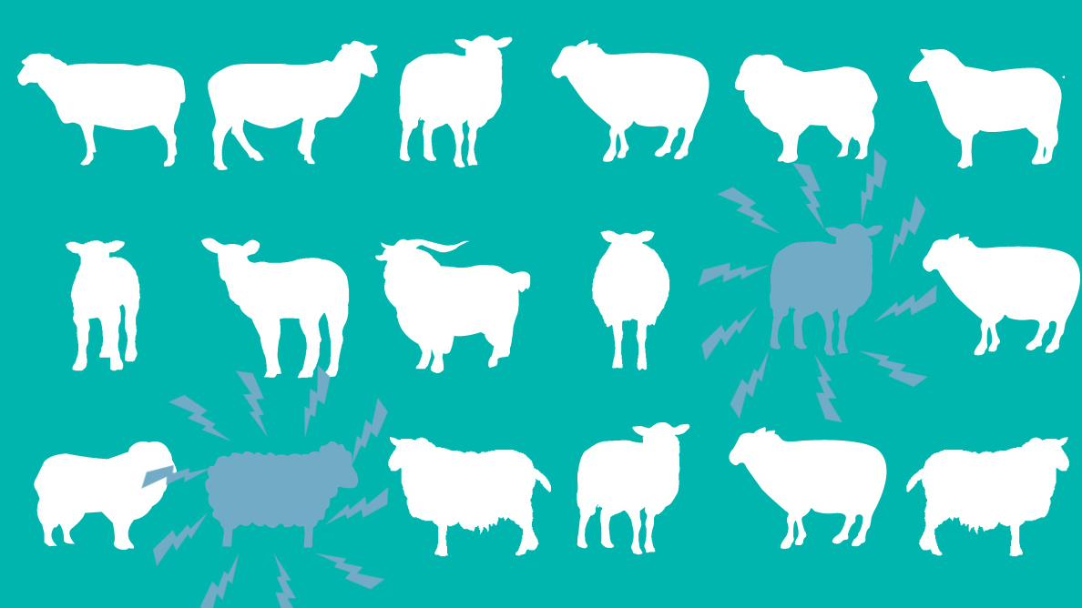 'Electrified Sheep' And Other Odd Experiments : NPR