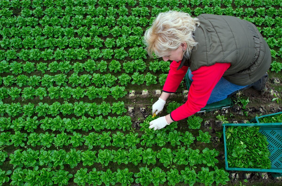 From Garden to Field: Agriculture, Geometry And The Human Future : 13.7 ...