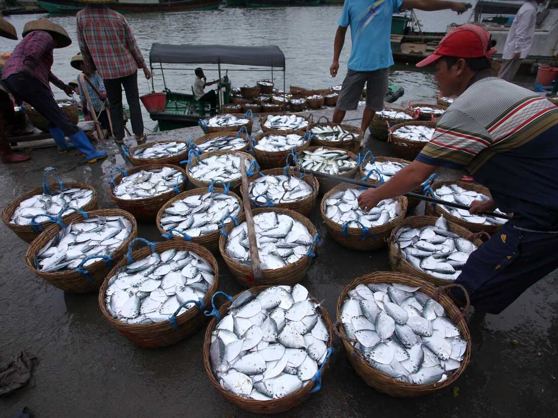 Foreign Policy: A Fish Story In The South China Sea : NPR