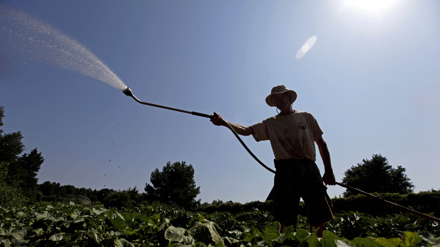 'Another Scorching Day' As Heat Shatters Records : The Two-Way : NPR
