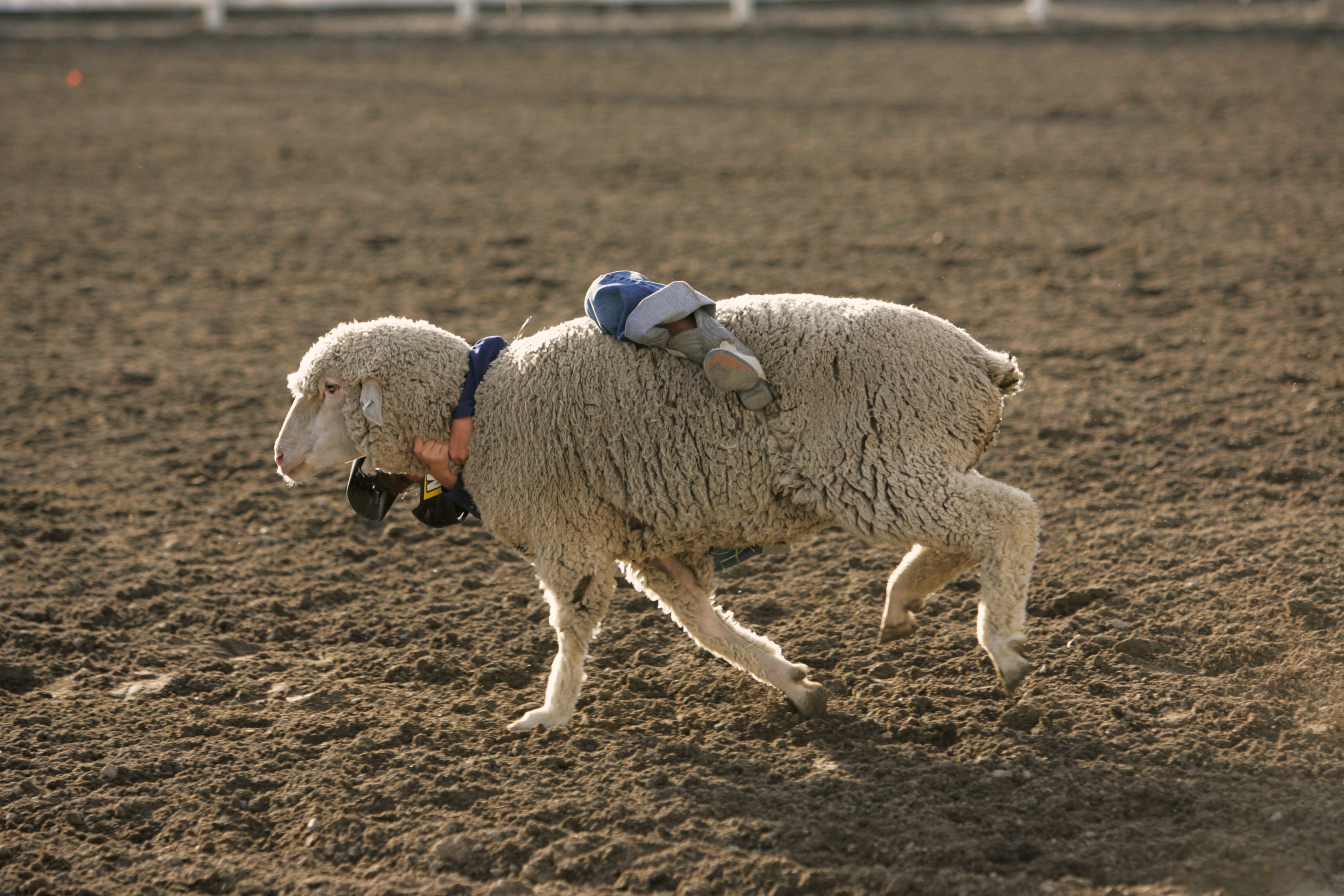 The Craziest Sports You've Never Seen | NCPR News