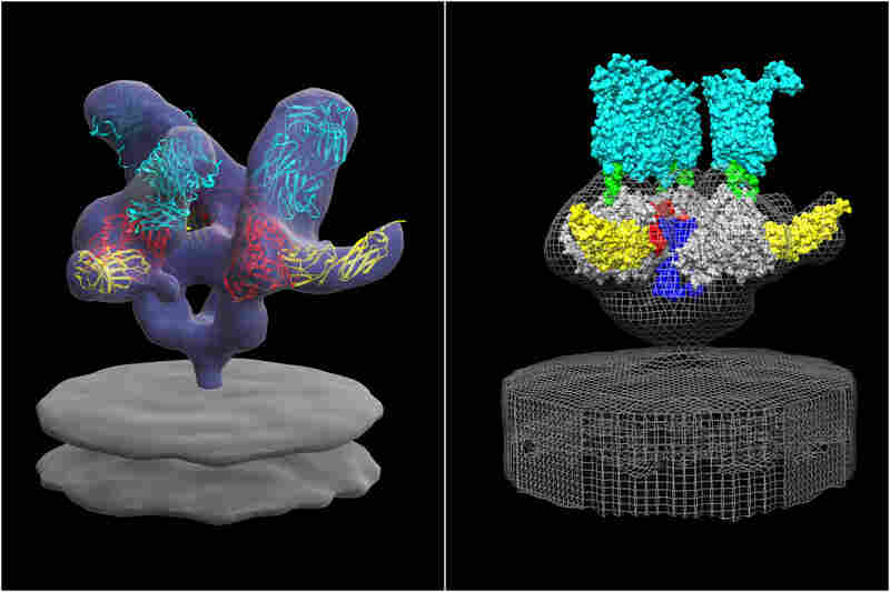 How HIV Hijacks The Immune System : Shots - Health News : NPR