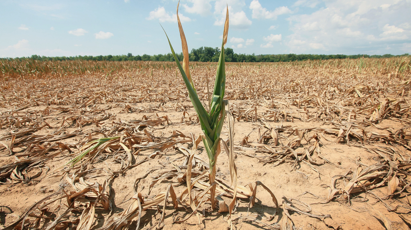 Drought Disasters Declared In More Counties : The Two-Way : NPR