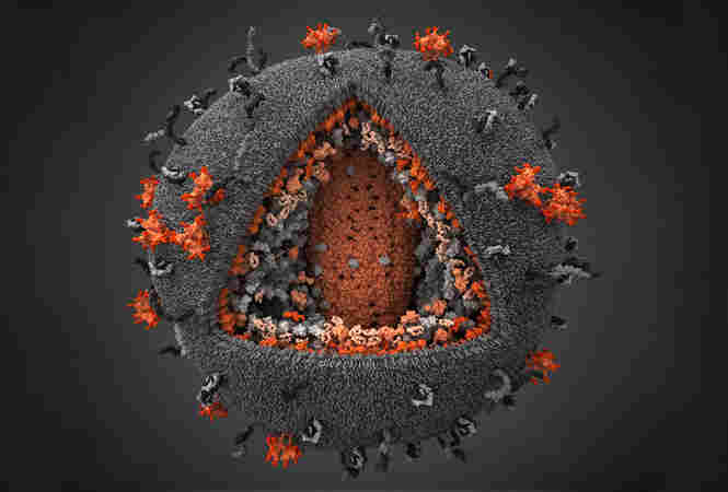 How HIV Hijacks The Immune System : Shots - Health News : NPR