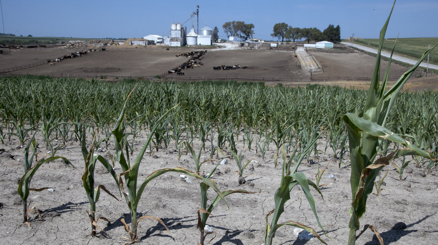 As Drought Kills Corn, Farmers Fight Over Ethanol : The Salt : NPR