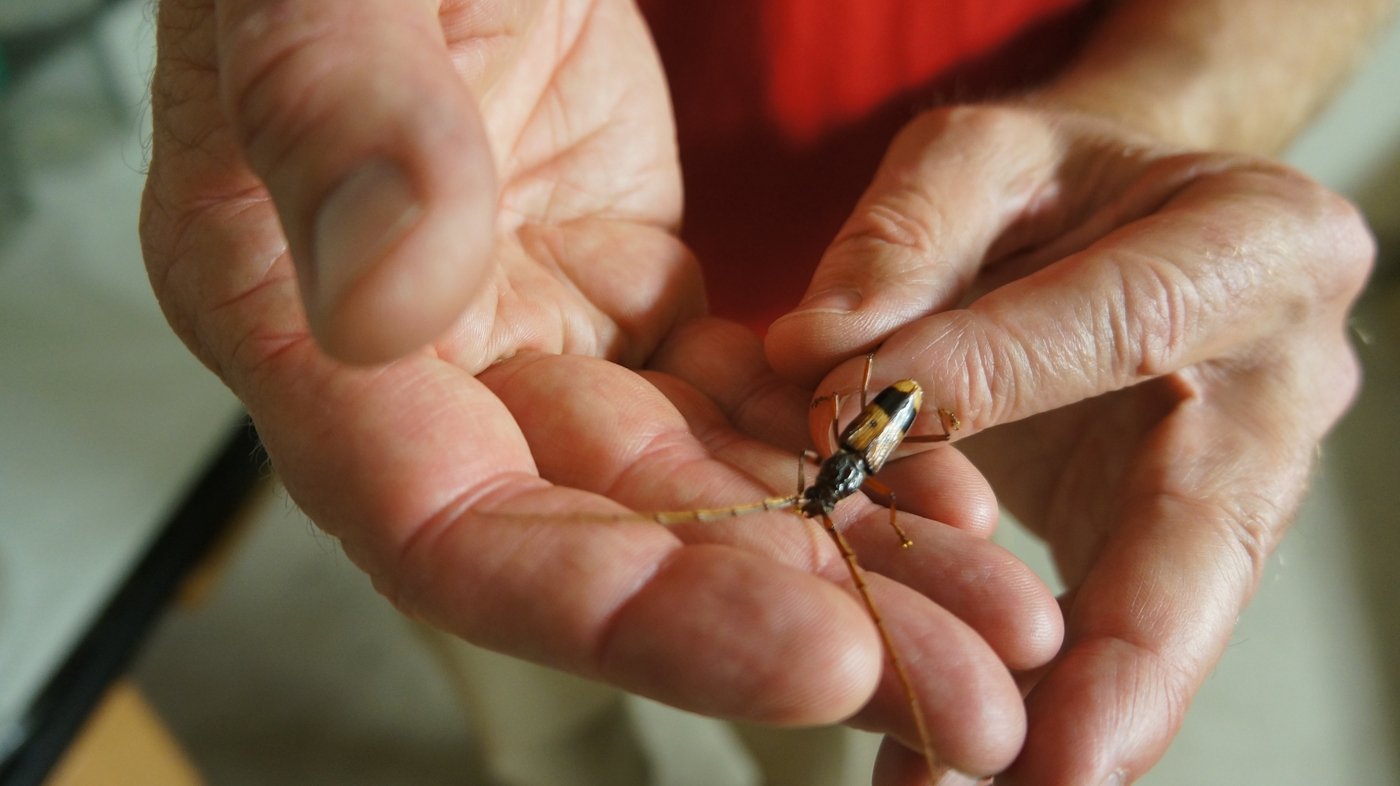 California's Eucalyptus-Killers: Invasive Pests, Or Tiny Biological ...