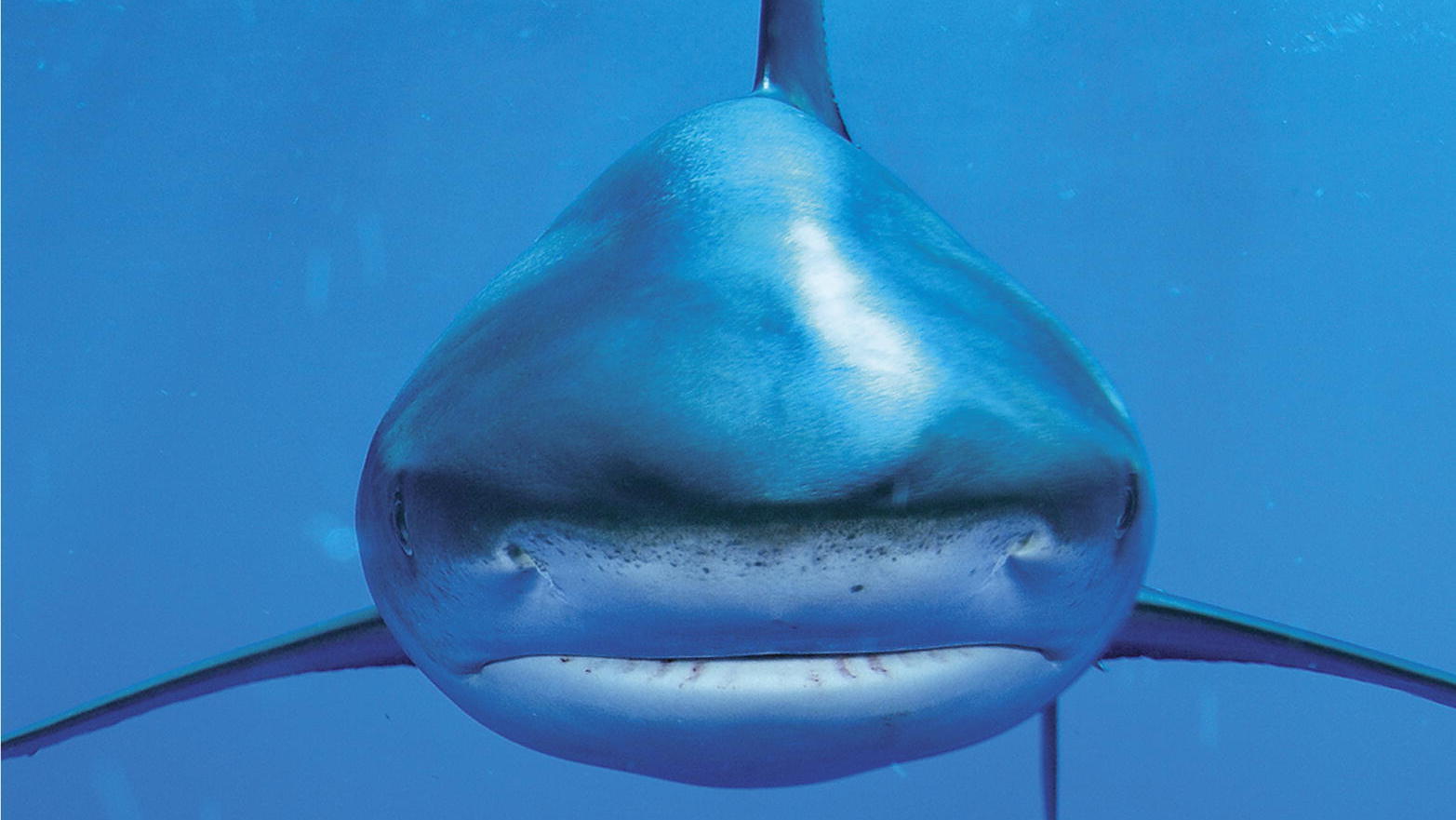 History With Teeth: JFK, Columbus The Conqueror And ... Shark! : NPR
