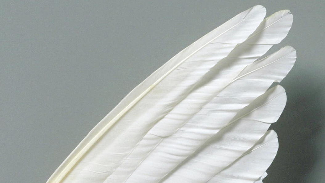 Between Pride And Despair: 'Three Strong Women' : NPR