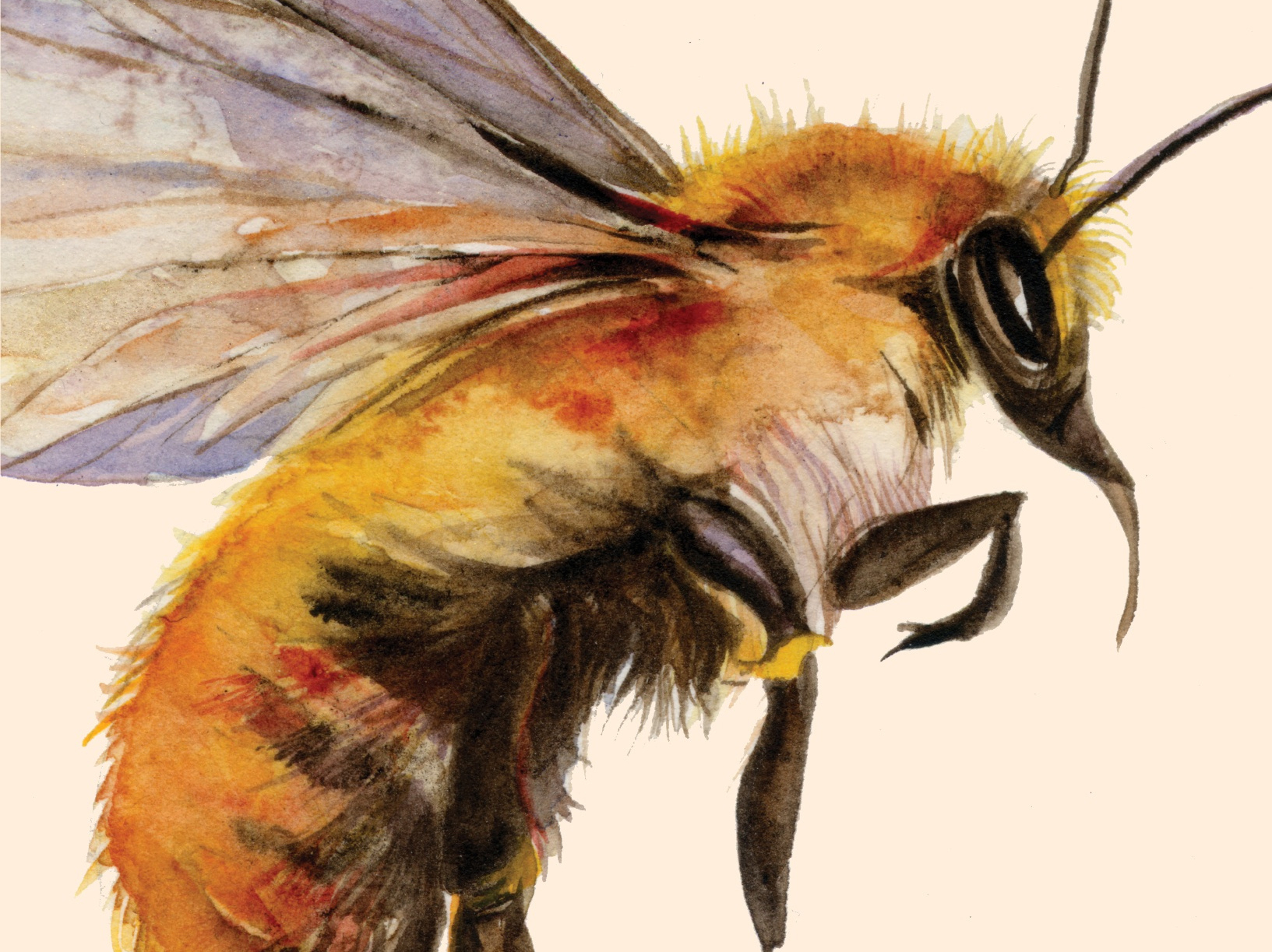 A Leap Of The Imagination Across The 'River Of Bees' | NCPR News